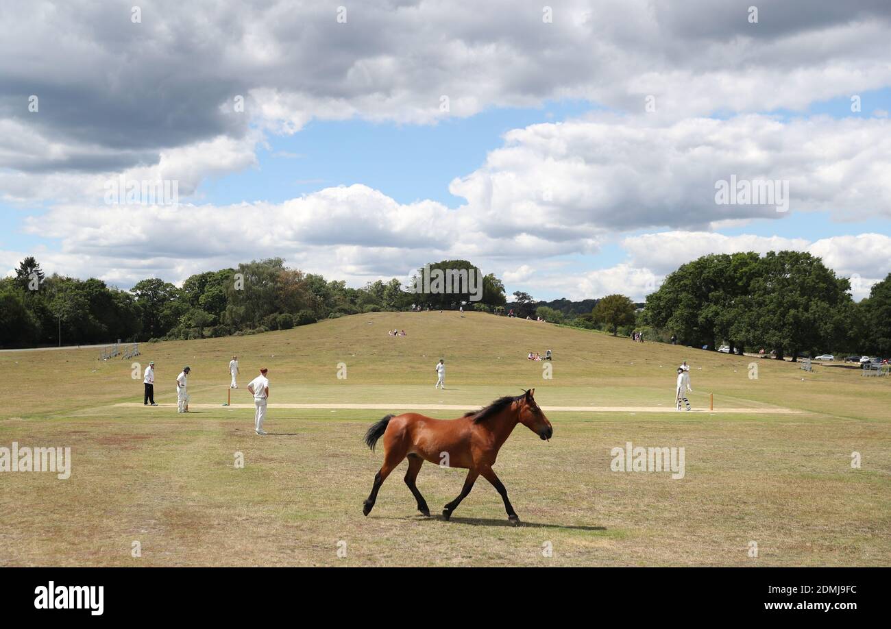 New forest cricket match hi-res stock photography and images - Alamy