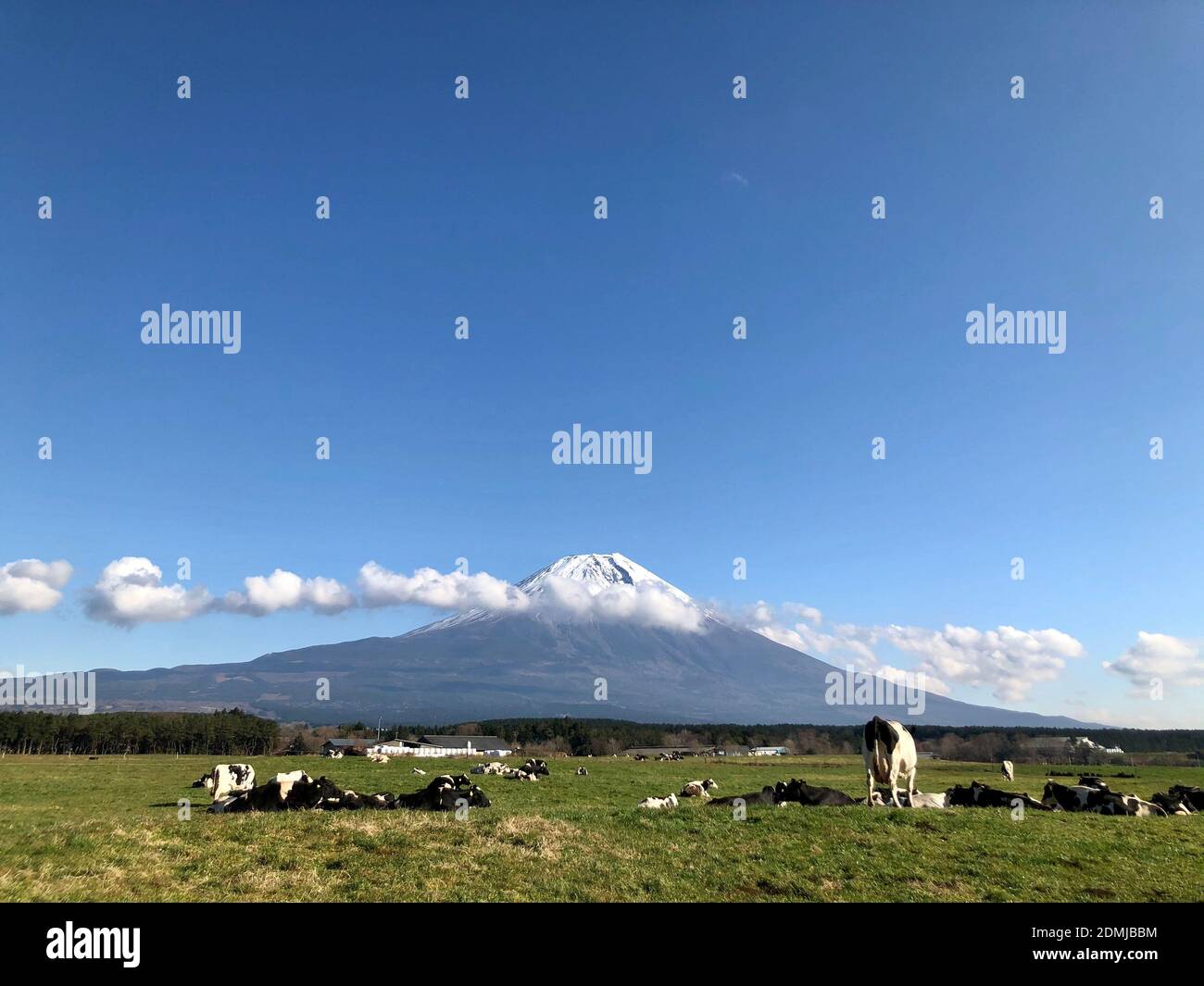 Japan farm cows hi-res stock photography and images - Alamy