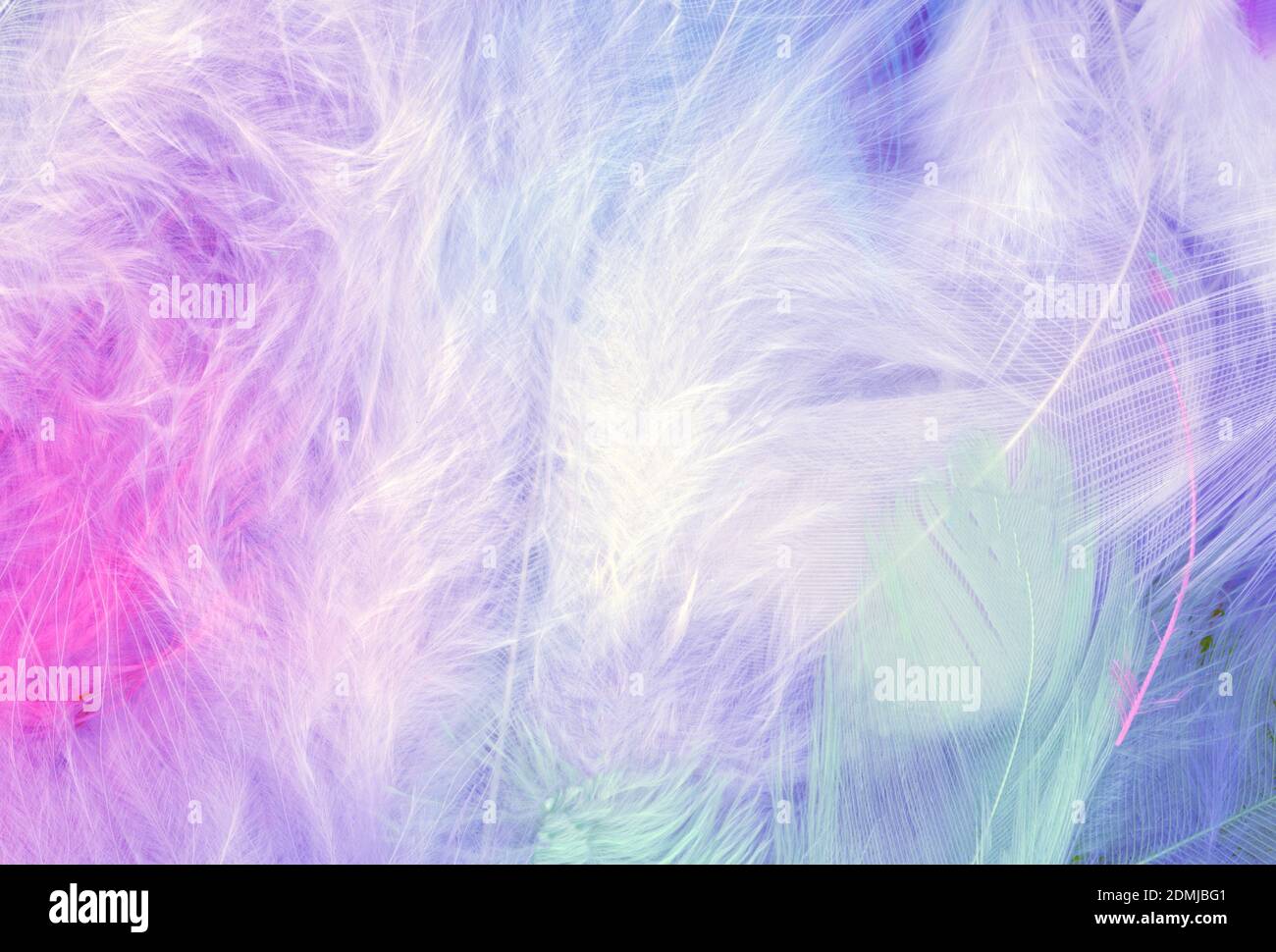 Purple feathers texture background - High resolution Stock Photo - Alamy