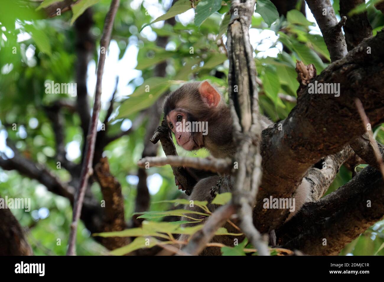 Monkey chilling hi-res stock photography and images - Alamy