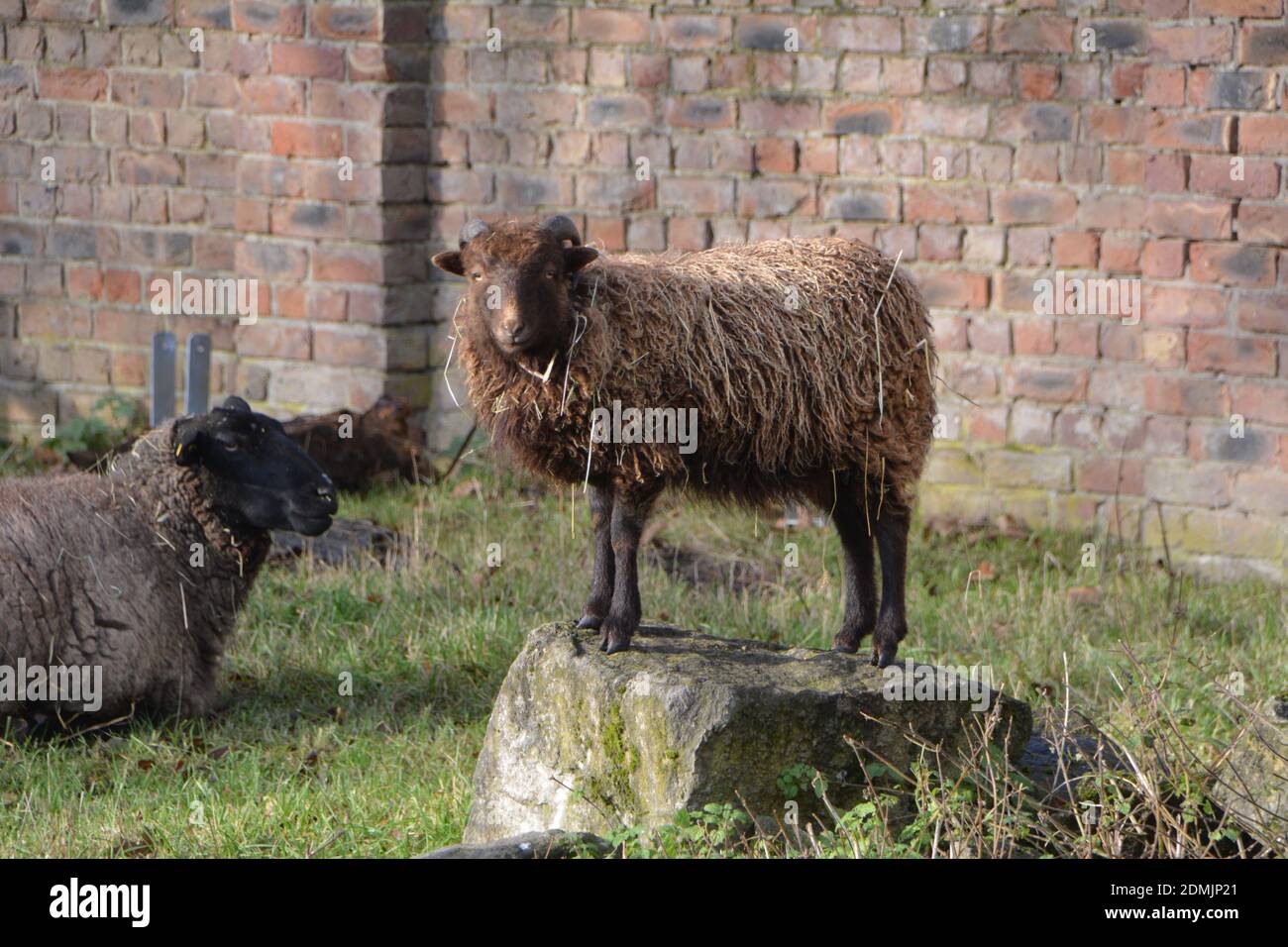 Sheep against wall hi-res stock photography and images - Alamy