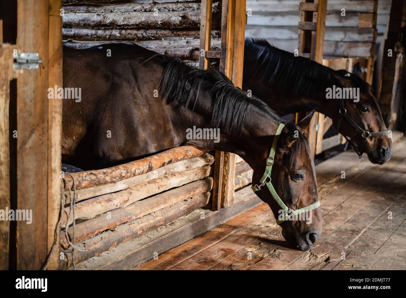 Horseback hay construction hi-res stock photography and images - Alamy