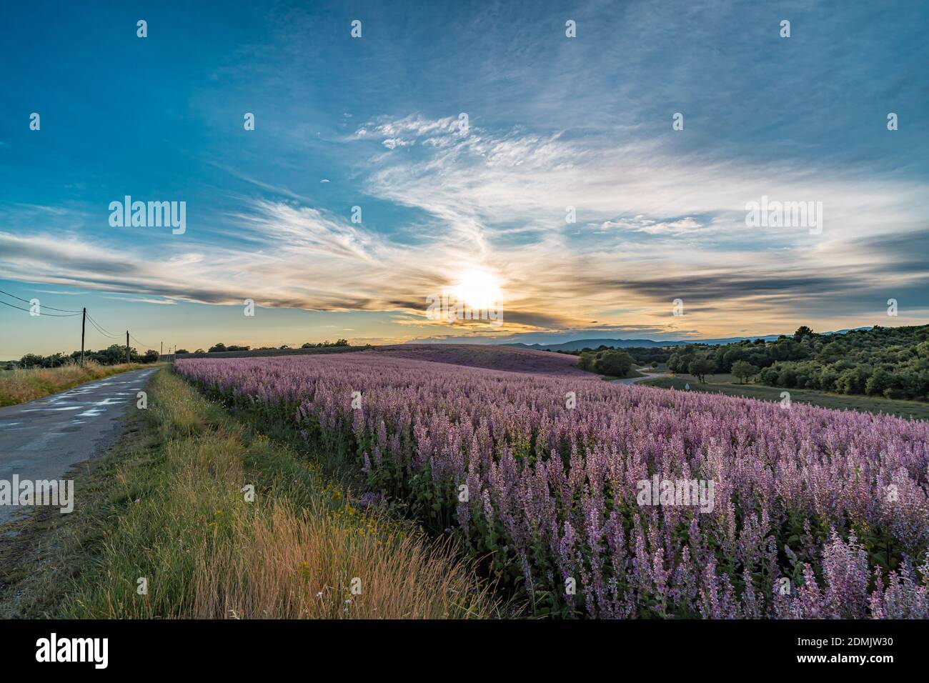 Sunset landscape at sage field in Provence France Stock Photo - Alamy