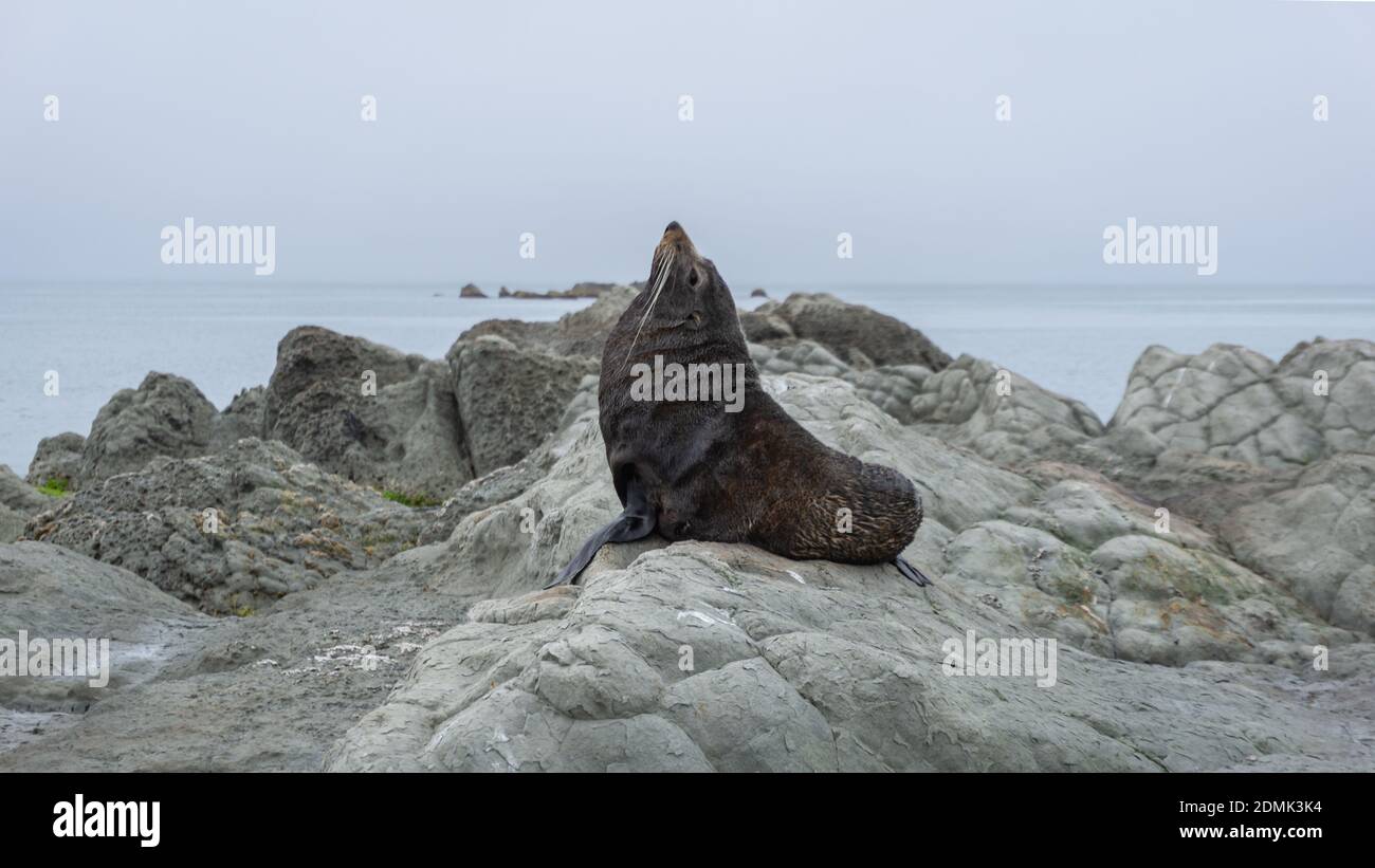Seal on the rocks Saluting the sun Stock Photo - Alamy