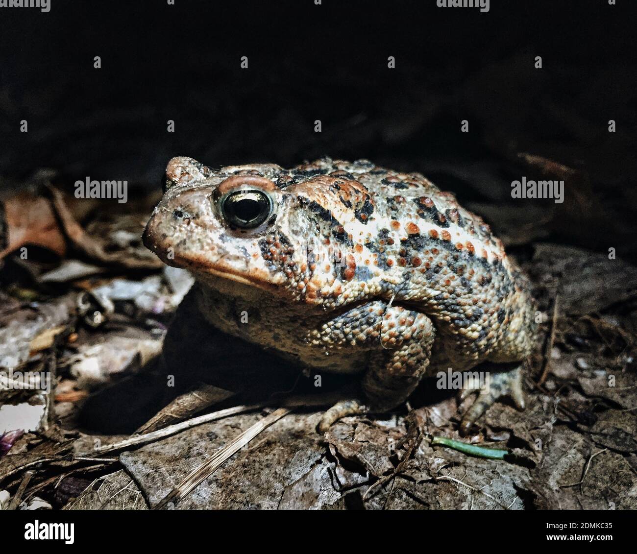 Grumpy frog hi-res stock photography and images - Alamy