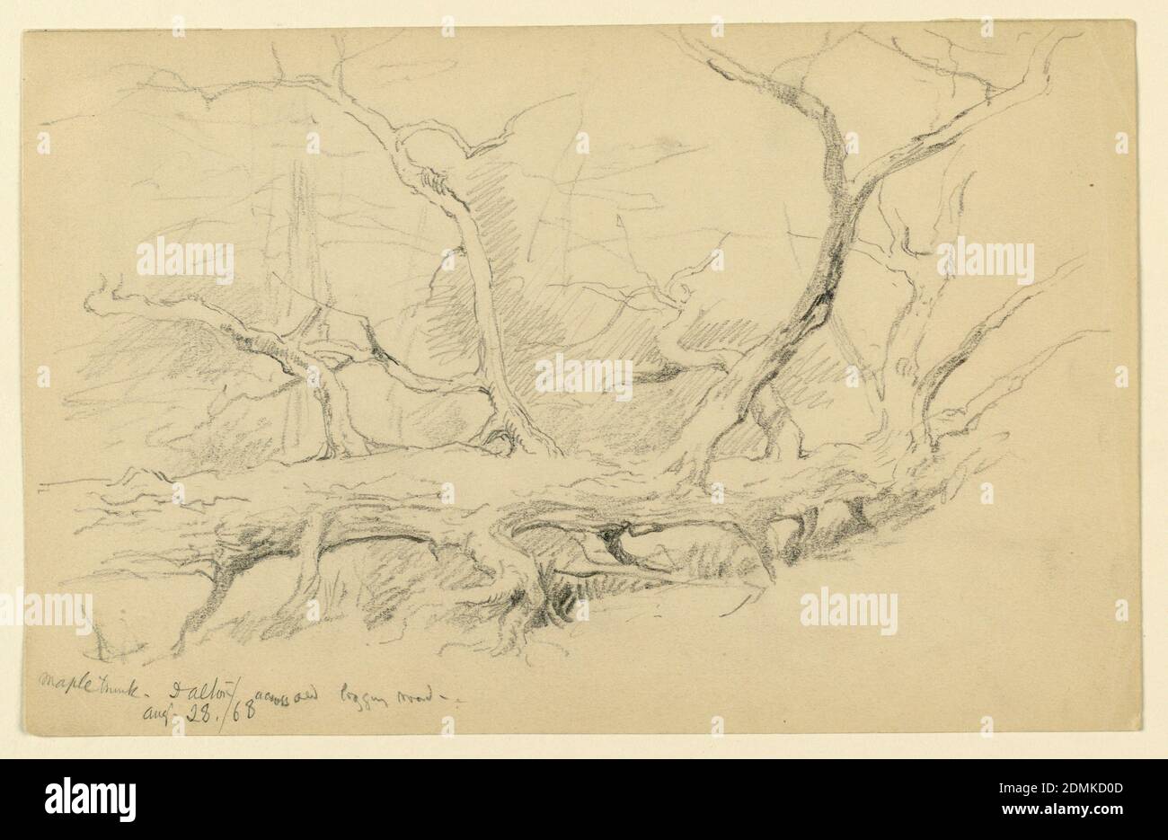 Across old logging road hi-res stock photography and images - Alamy