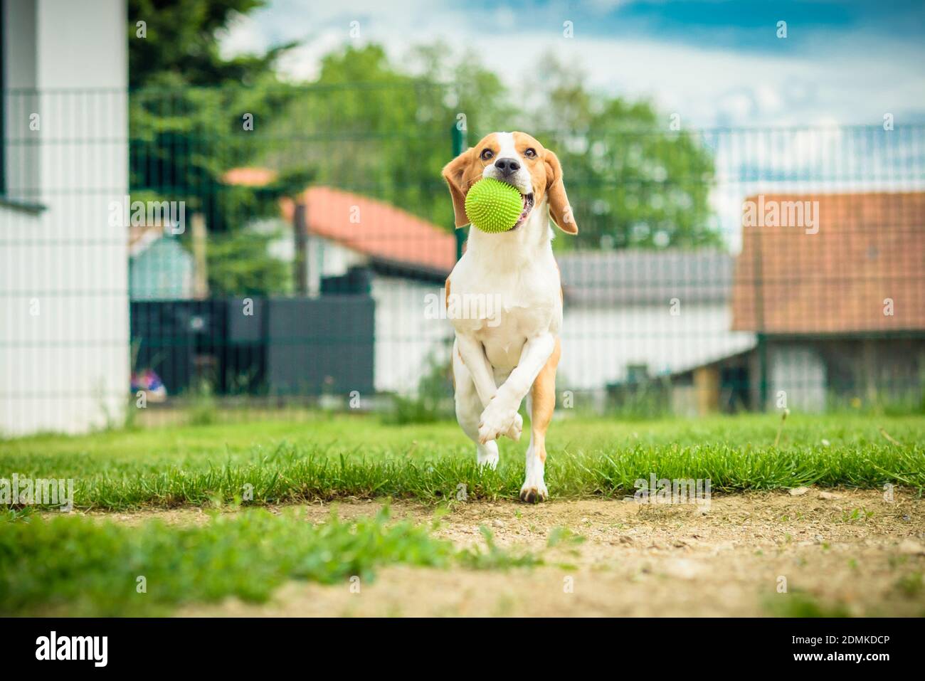 Labrador catching ball hi-res stock photography and images - Alamy