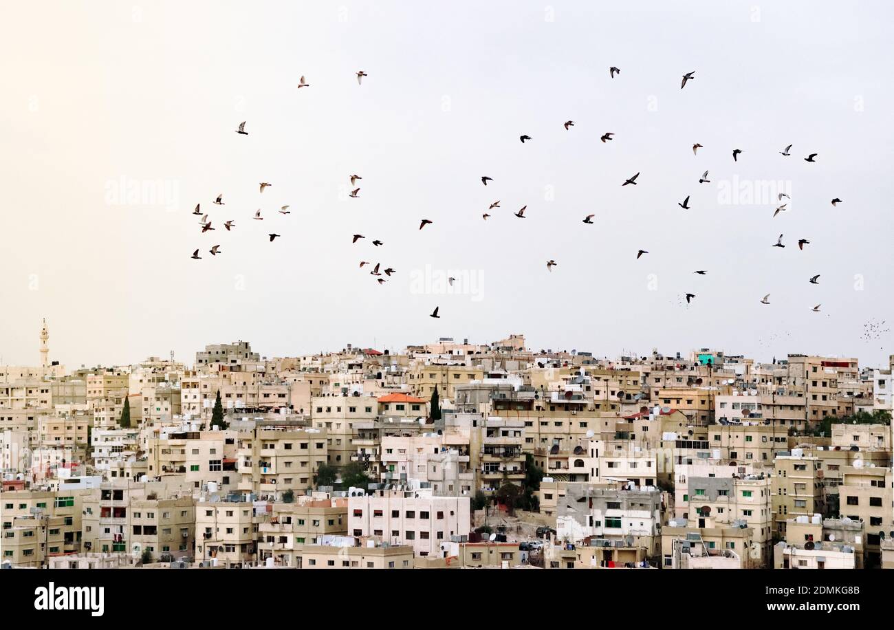 Wild Jordan Amman High Resolution Stock Photography and Images - Alamy