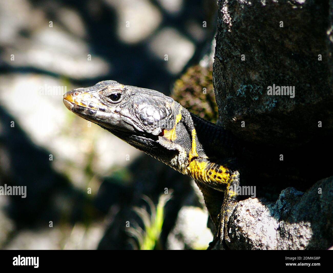 Cape town reptile hi-res stock photography and images - Alamy