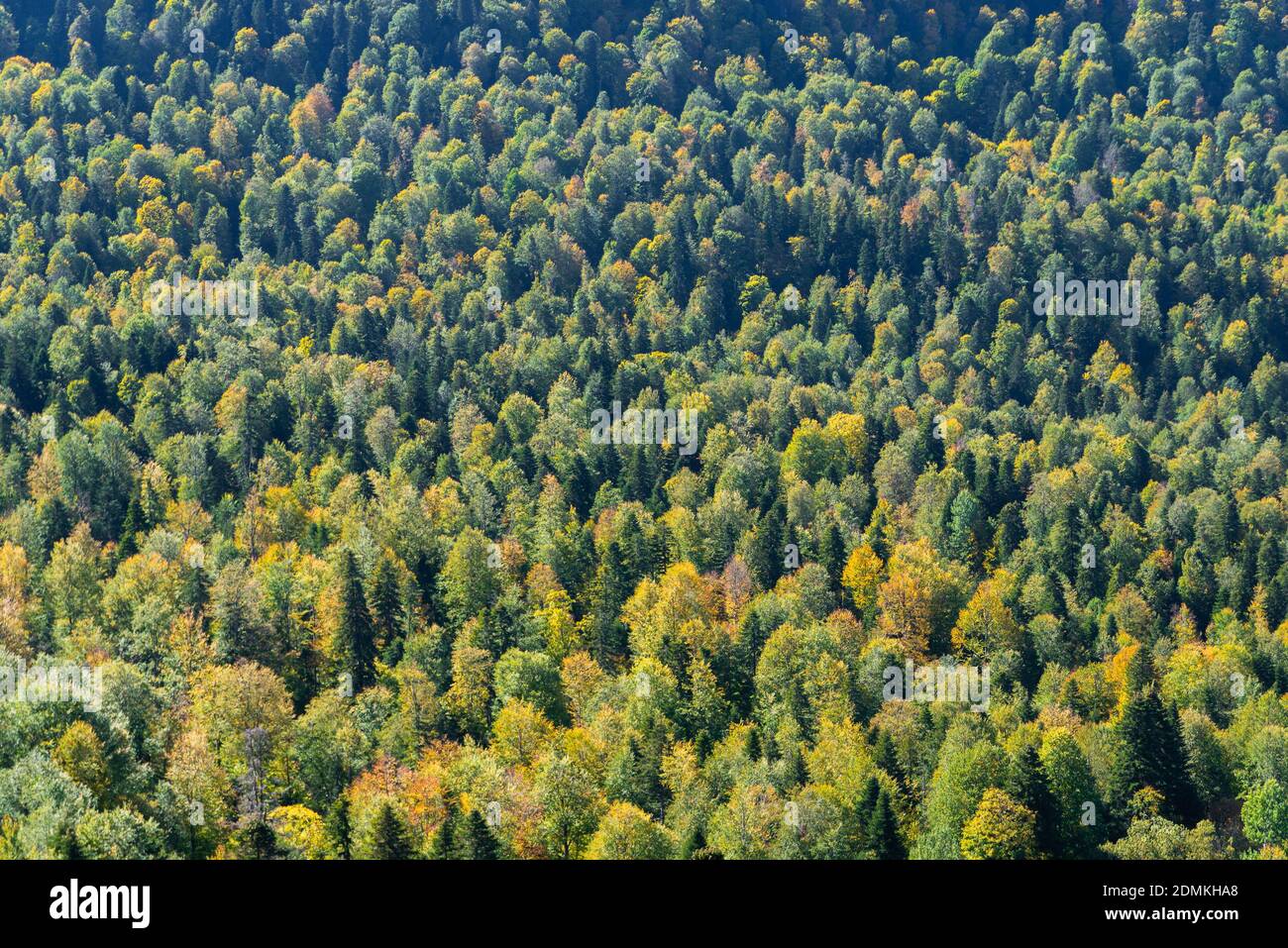 Full image of a coniferous trees in the forest Stock Photo - Alamy