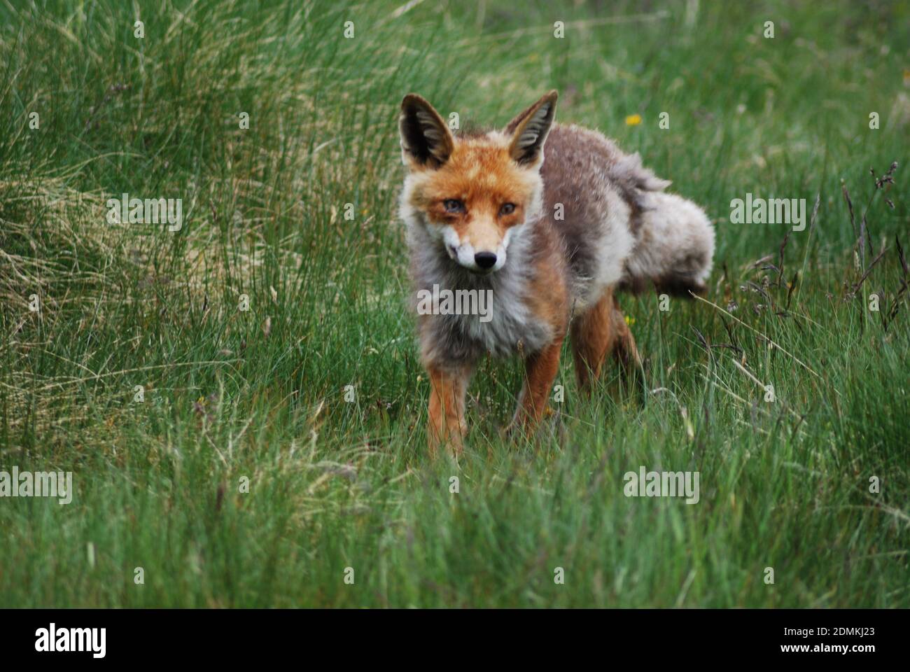 Fox field sheep hi-res stock photography and images - Alamy