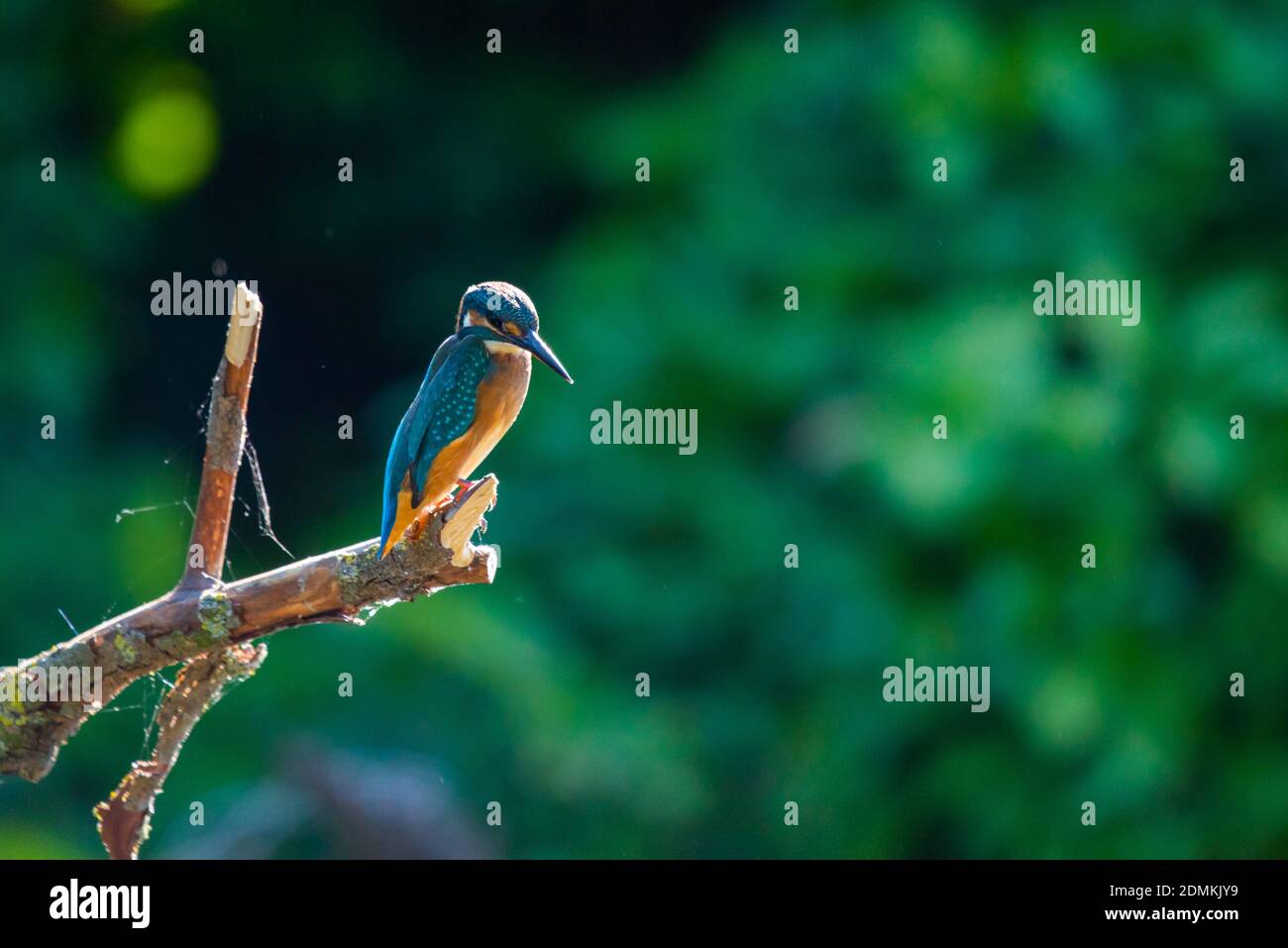 Common European Kingfisher or Alcedo atthis sits on a stick above the ...