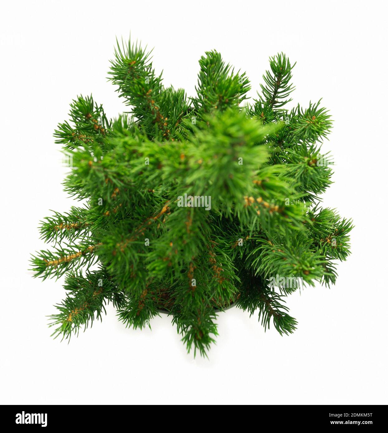 Potted pine tree hi-res stock photography and images - Alamy