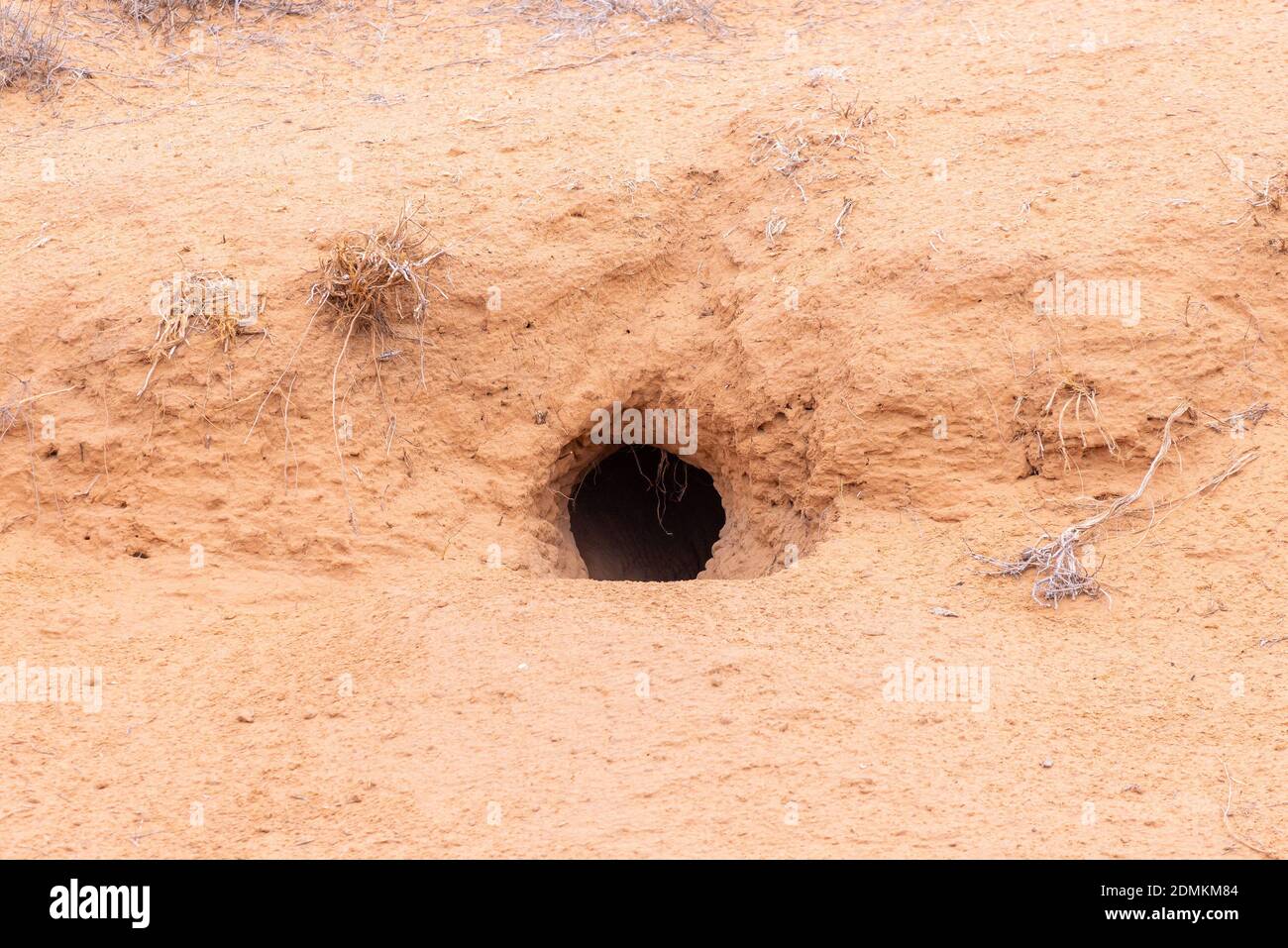 Cave, hole or burrow in the sand ground Stock Photo - Alamy