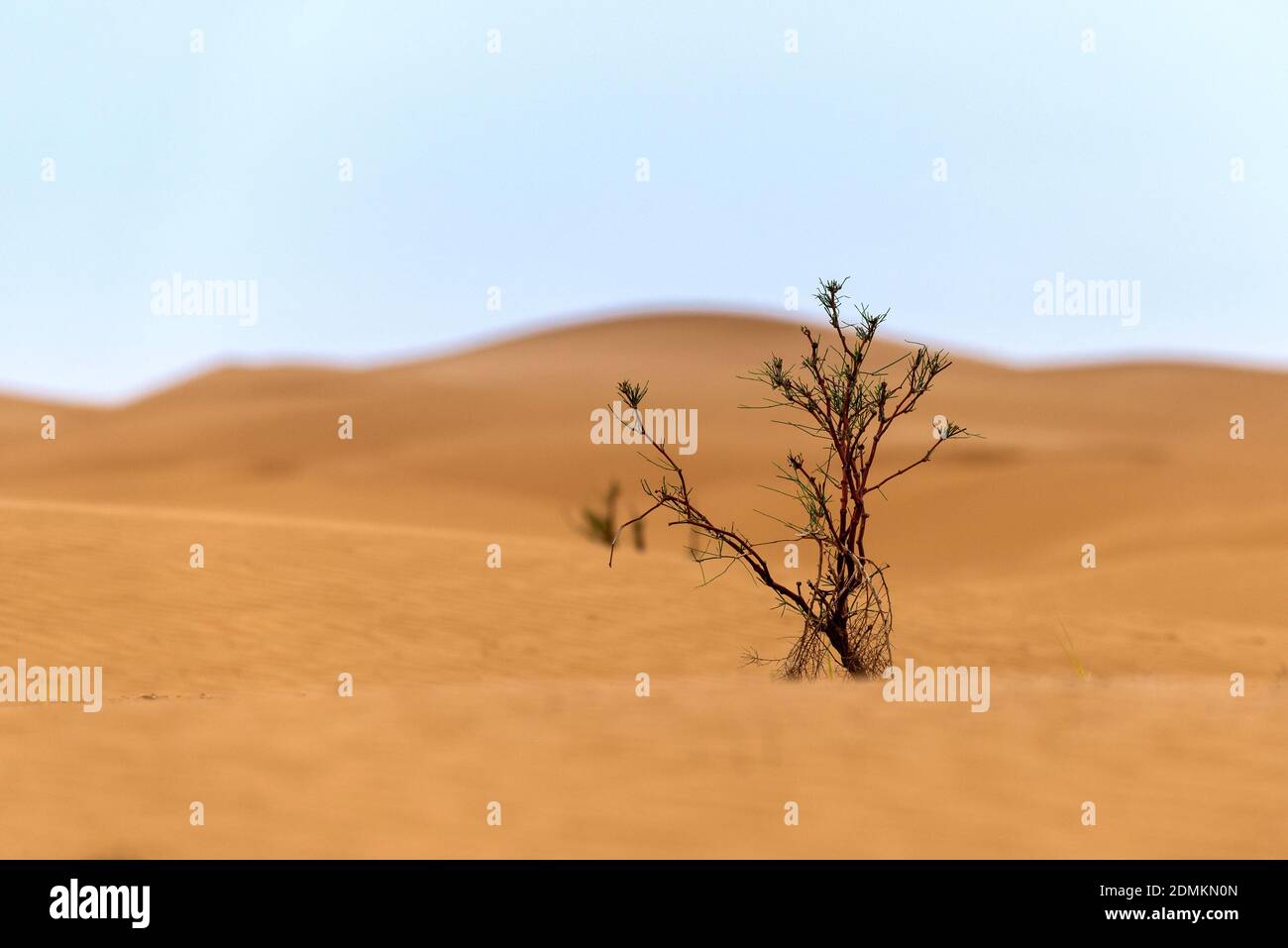 Dried desert bush on sand in desert Stock Photo - Alamy