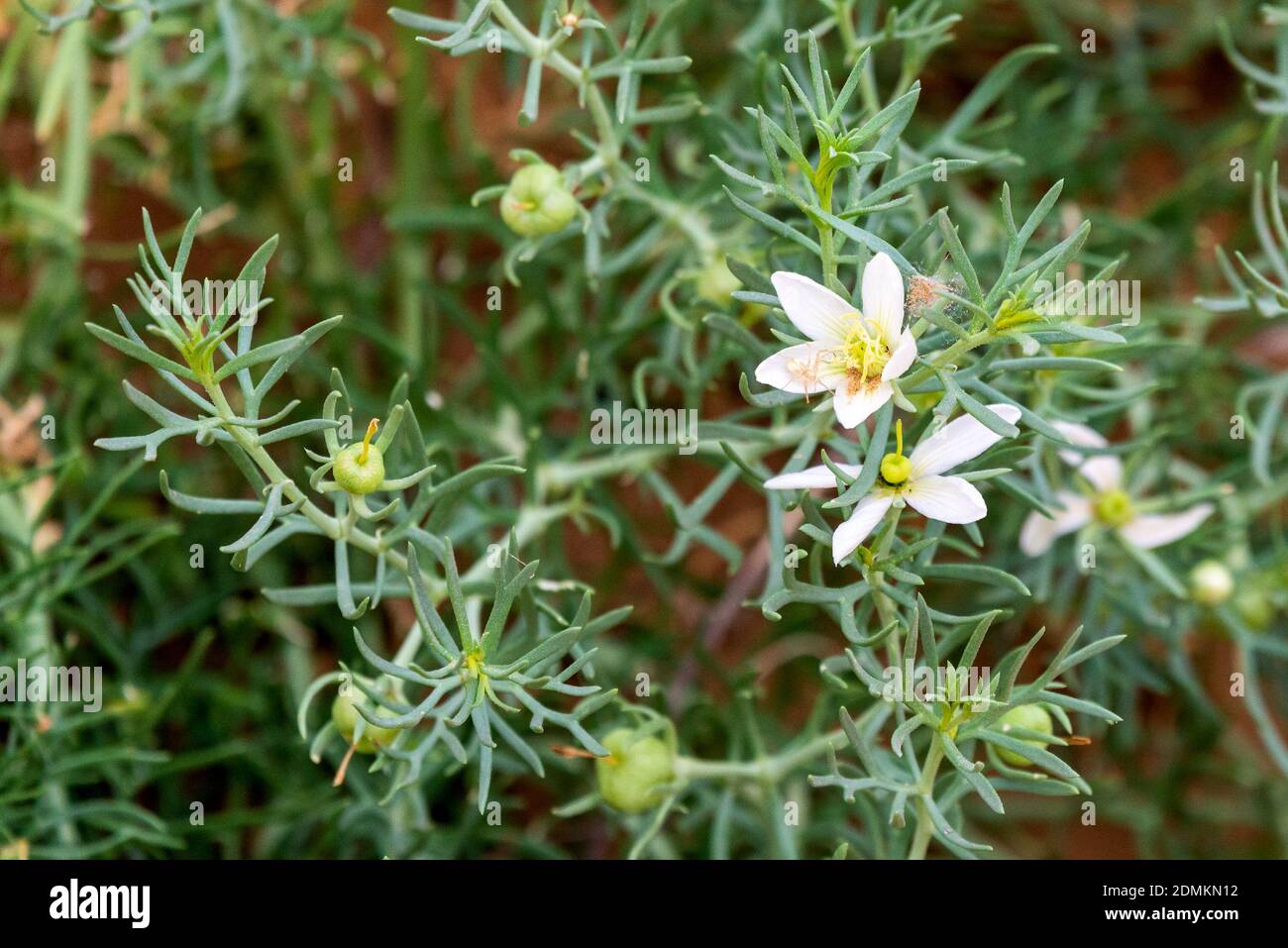 White beautiful wild flowers growing in sand and grass Stock Photo - Alamy