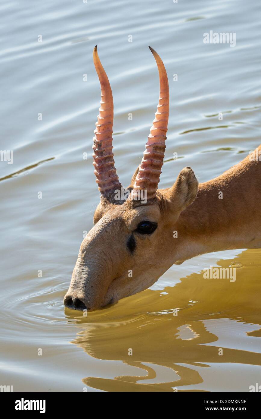 Saigas at a watering place drink water and bathe during strong heat and ...