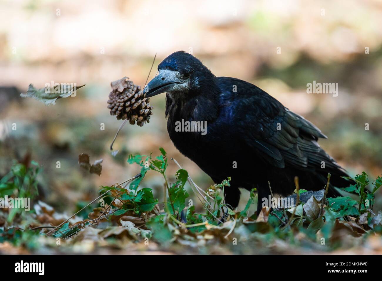 Rook bird or Corvus frugilegus on a ground Stock Photo - Alamy