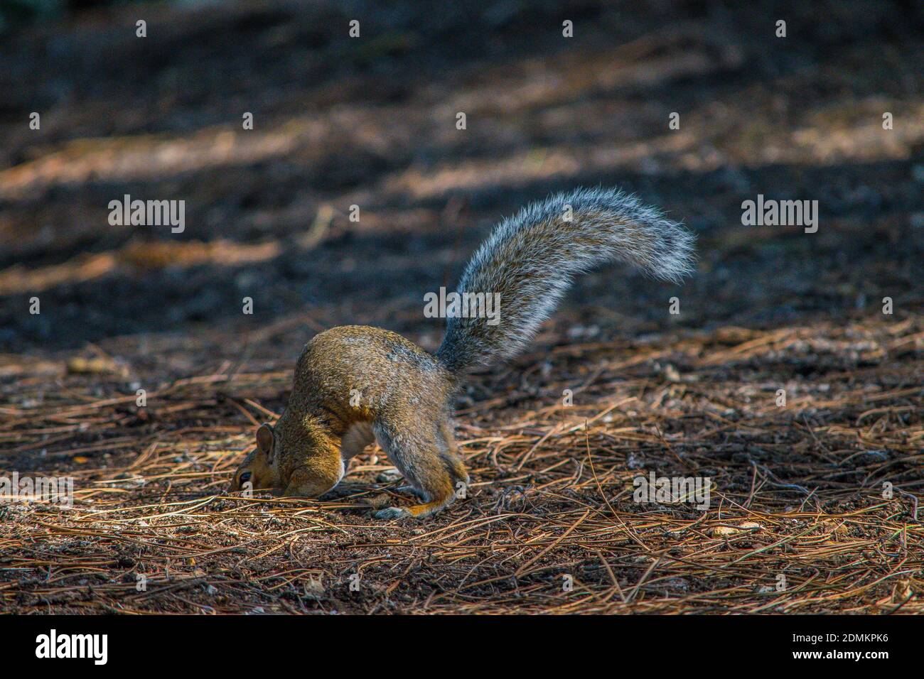 Hiding nuts hi-res stock photography and images - Alamy