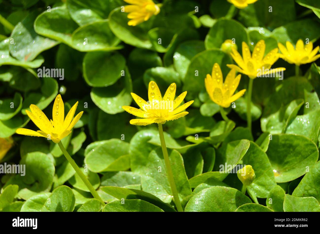 Yellow wildflowers in dew drops in bright sun close-up Stock Photo - Alamy
