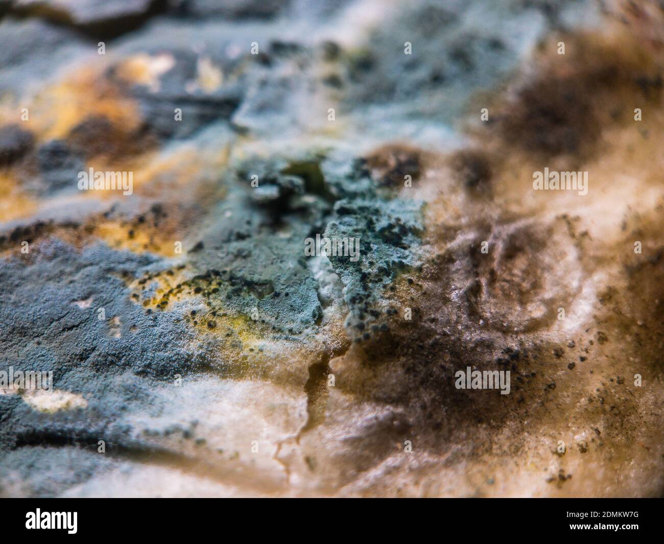 Stone covered with various mildew Stock Photo - Alamy