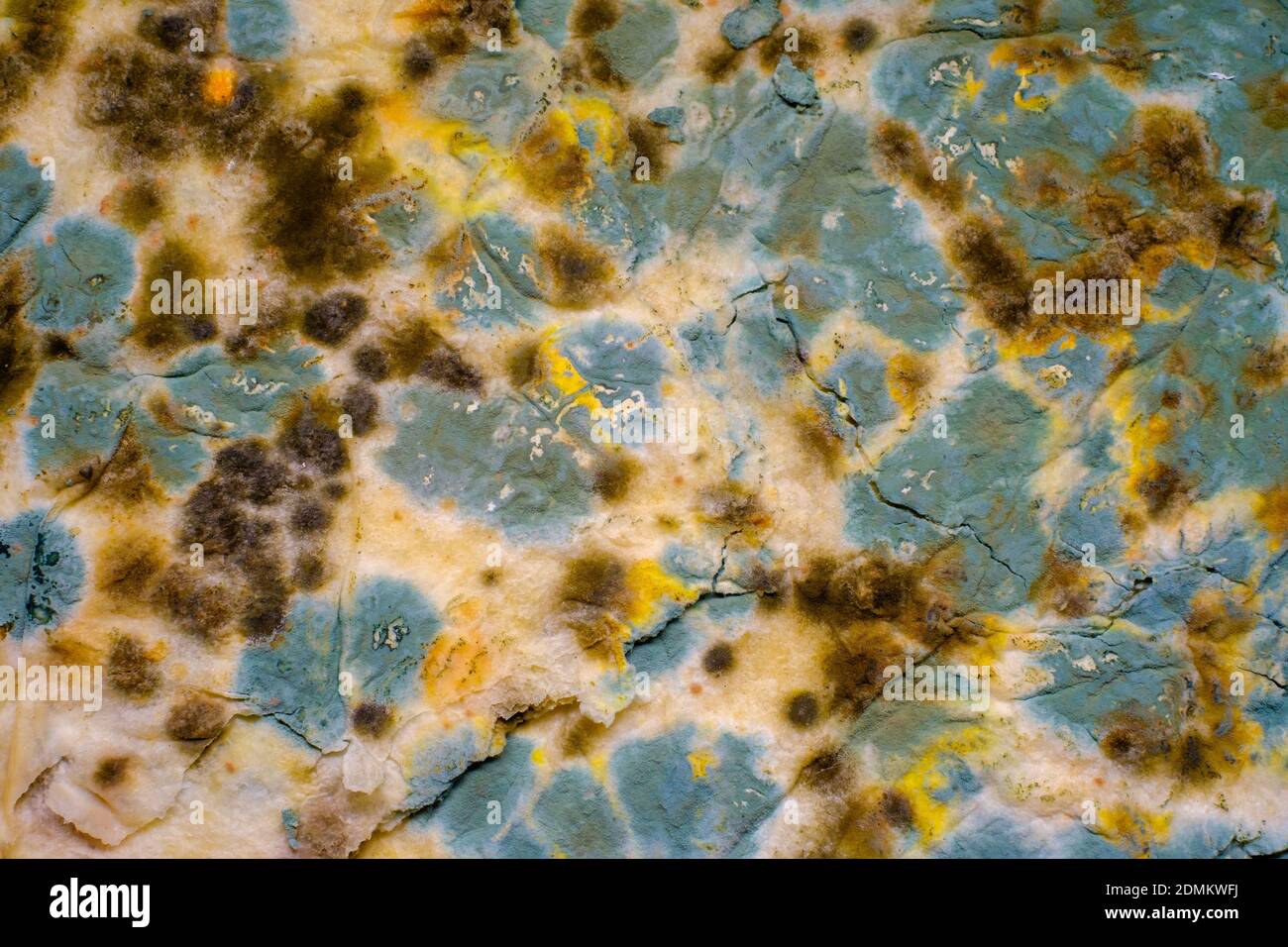 Stone covered with various mildew Stock Photo - Alamy