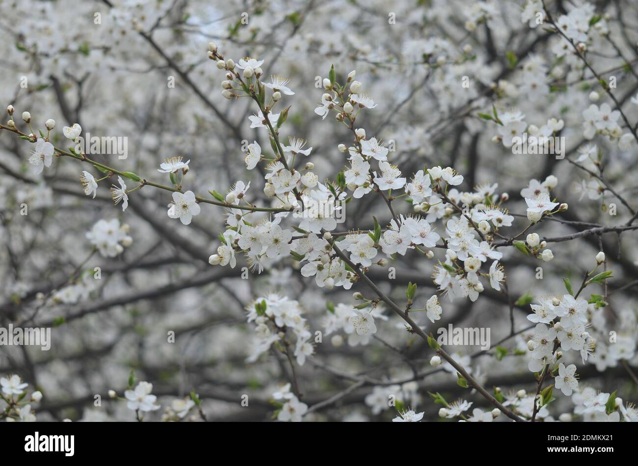 Cherry twigs with white flowering blossom close-up, spring time Stock ...