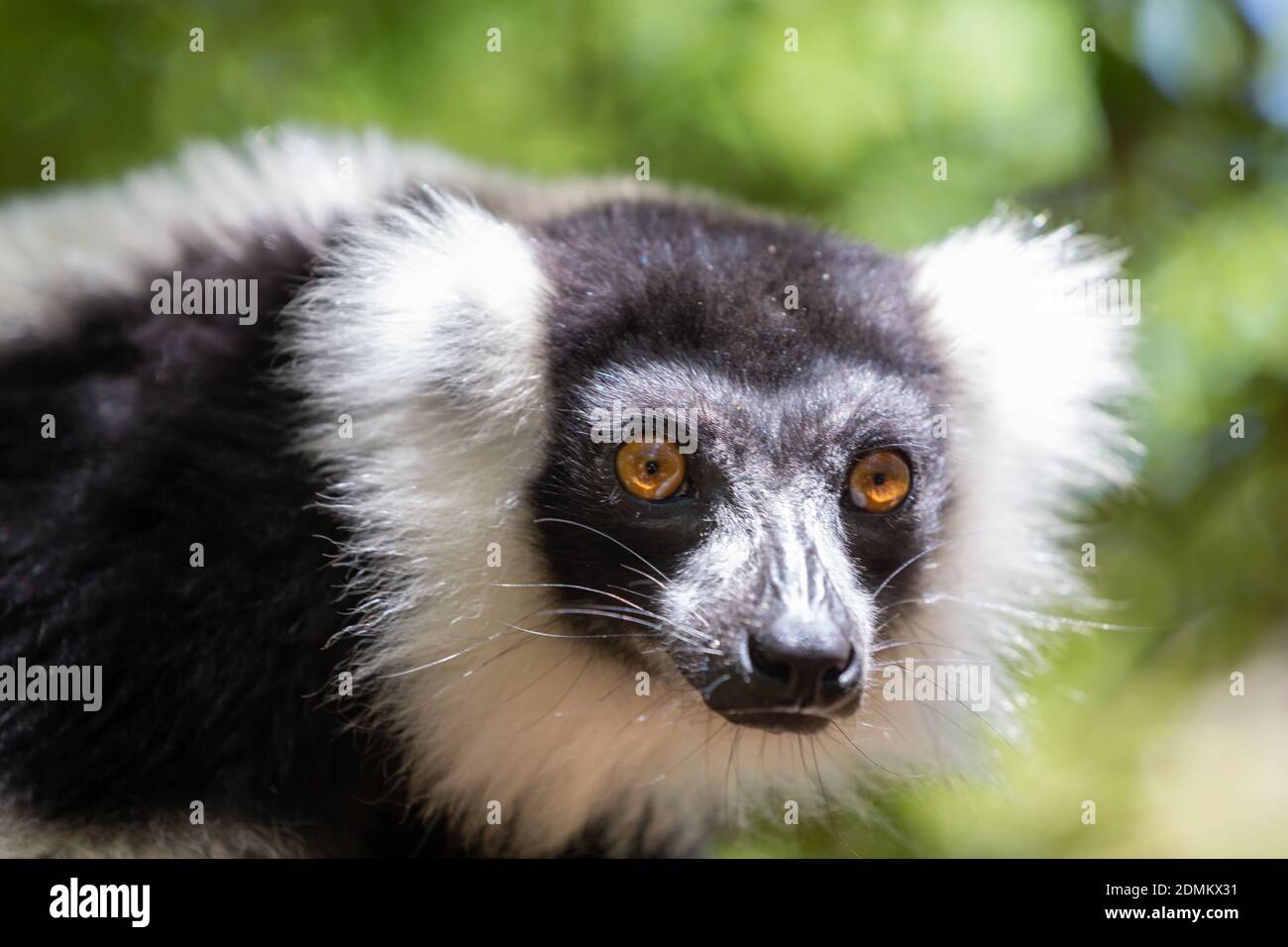 Black and white ruffed, young hi-res stock photography and images - Alamy