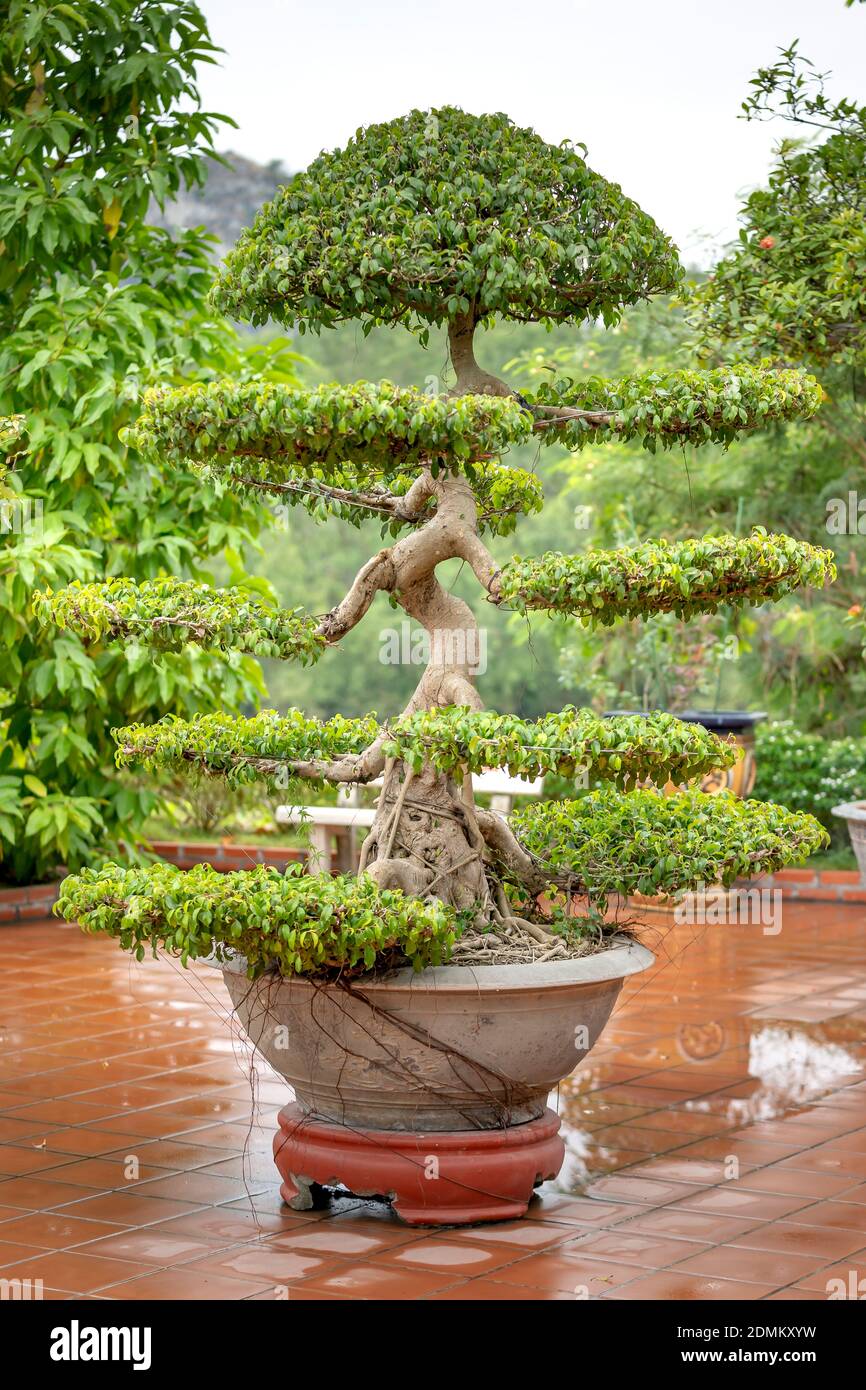 bonsai tree in garden Stock Photo - Alamy