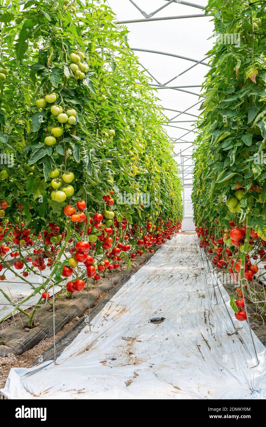 Soilless hi-res stock photography and images - Alamy