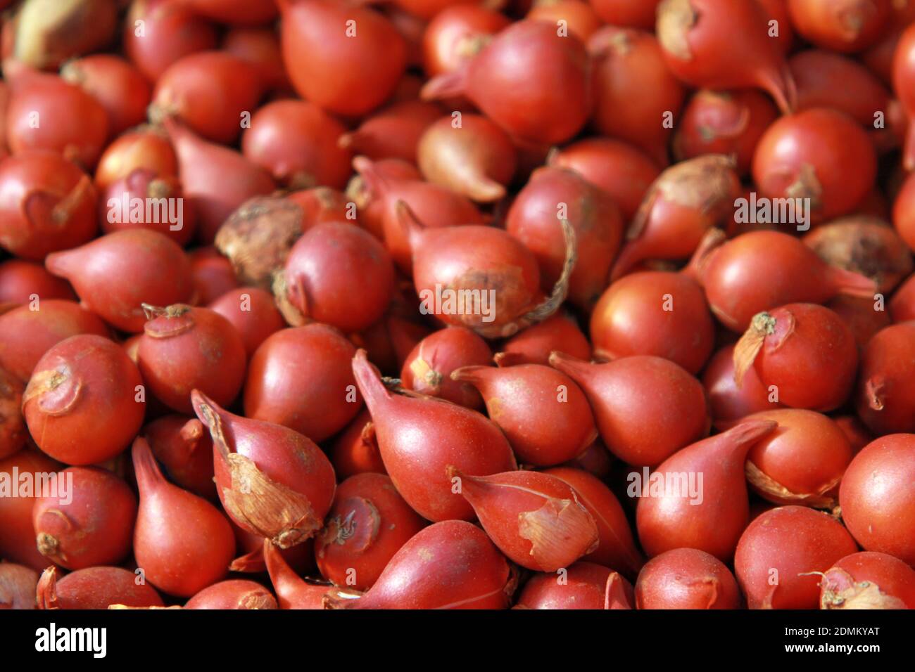 Red pearl onion hi-res stock photography and images - Alamy