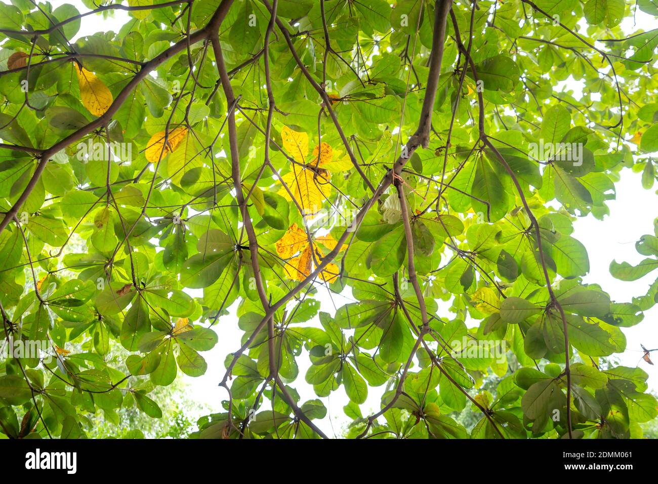 Look up on the branches of Terminalia Catappa trees, green on white sky ...
