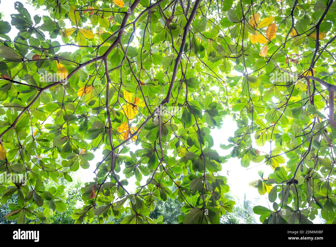 Look up on the branches of Terminalia Catappa trees, green on white sky ...