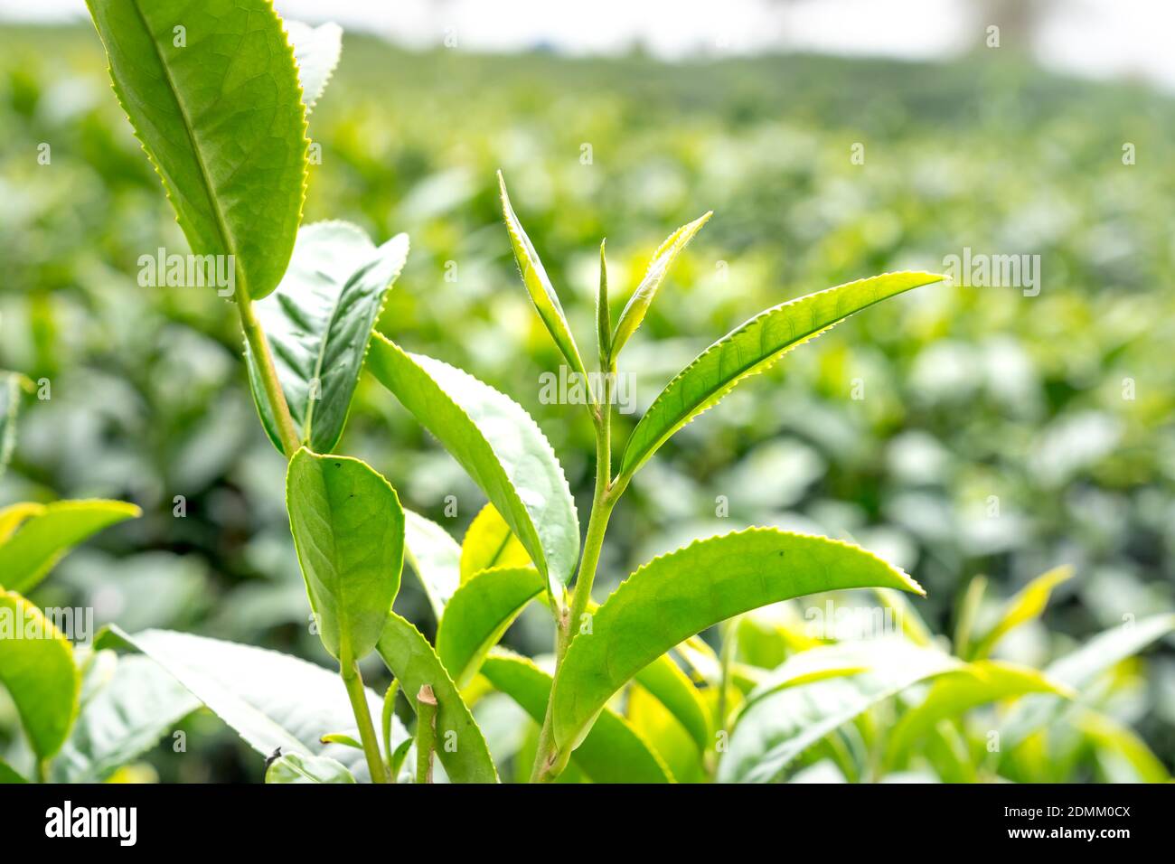 Tea leaves at a plantation in the beams of sunlight. Background natural ...