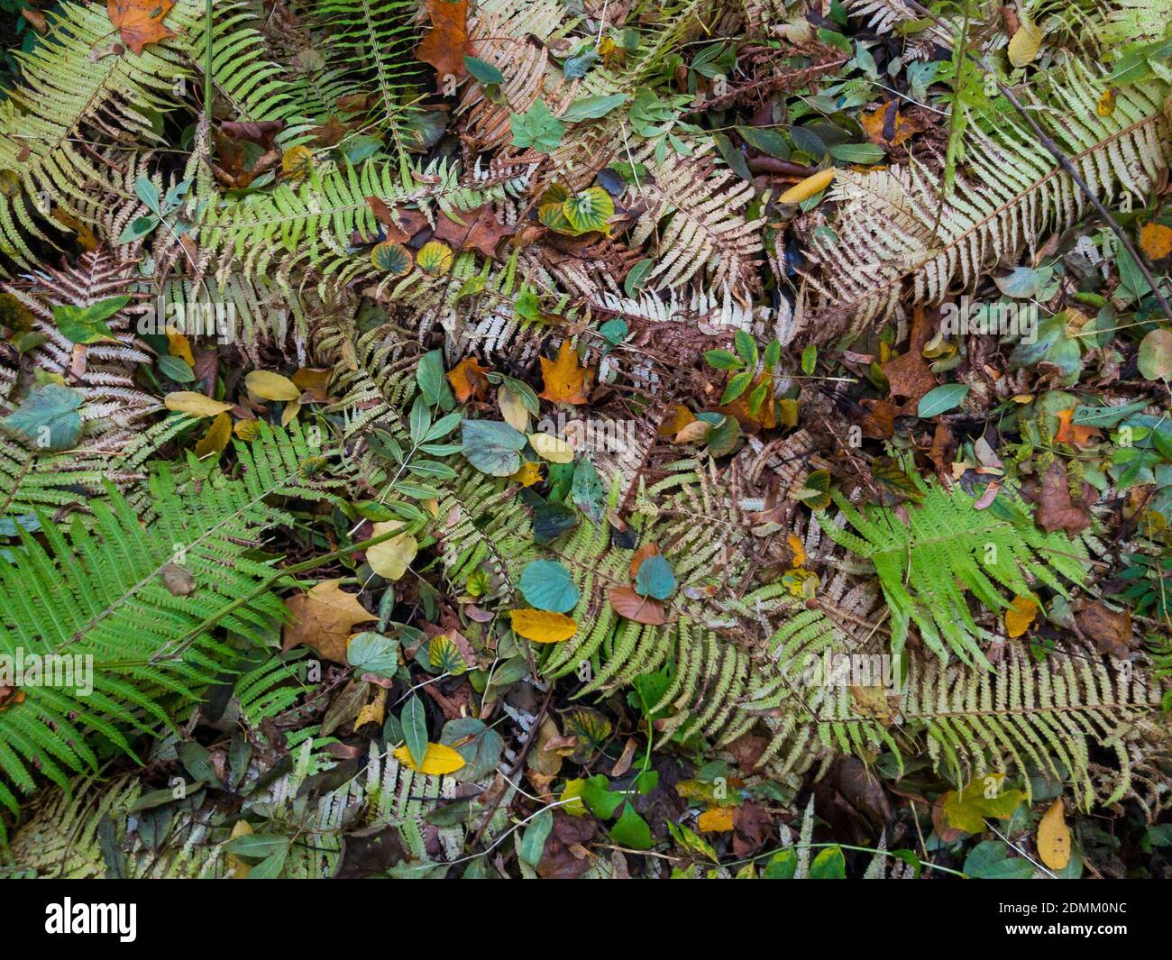 Lush ground cover in hi-res stock photography and images - Alamy