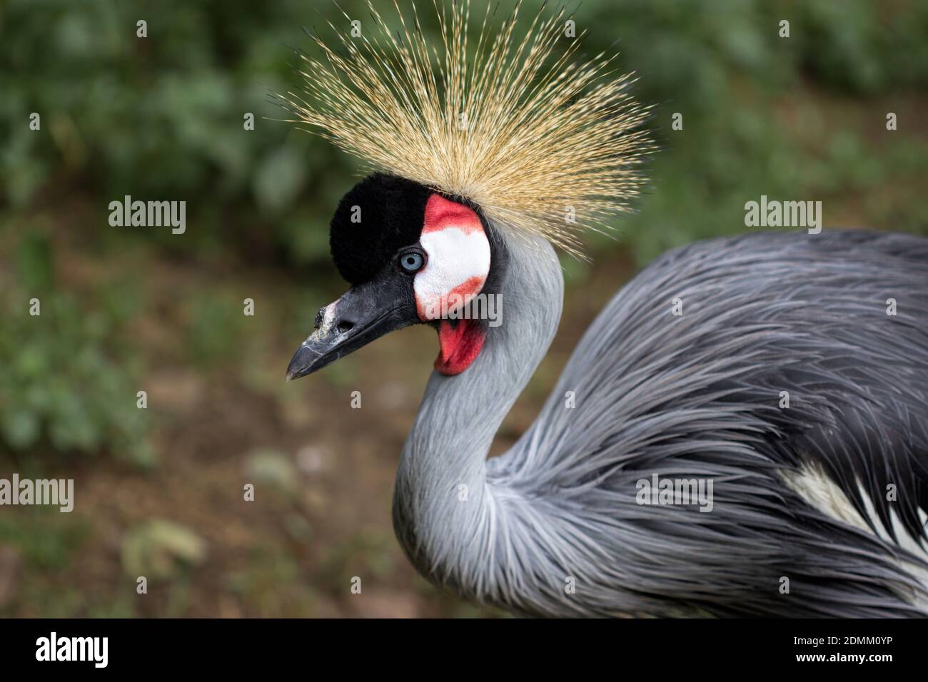 Gold crane hi-res stock photography and images - Alamy