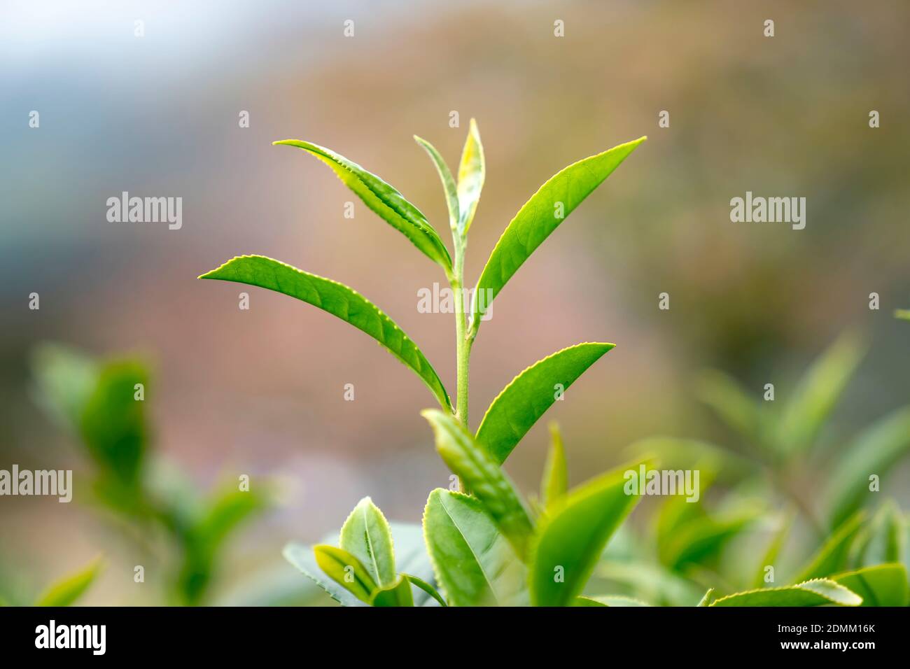Tea leaves at a plantation in the beams of sunlight. Background natural ...