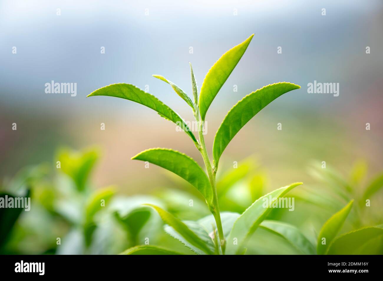 Tea leaves at a plantation in the beams of sunlight. Background natural ...