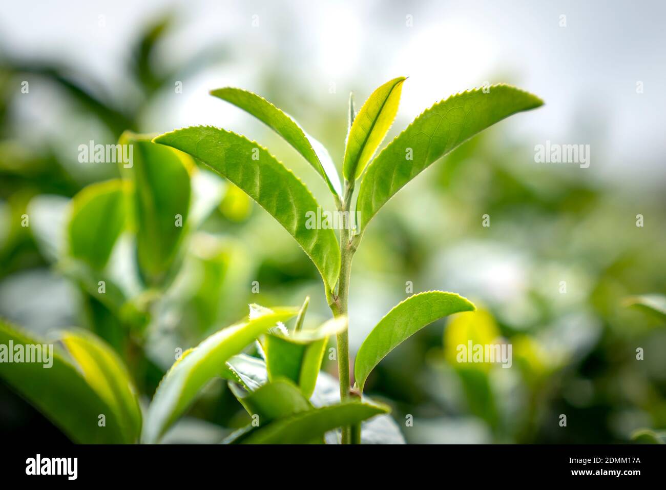 Tea leaves at a plantation in the beams of sunlight. Background natural ...