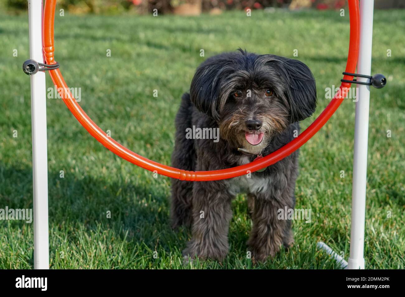 Animal jumping through hoop hi-res stock photography and images - Alamy