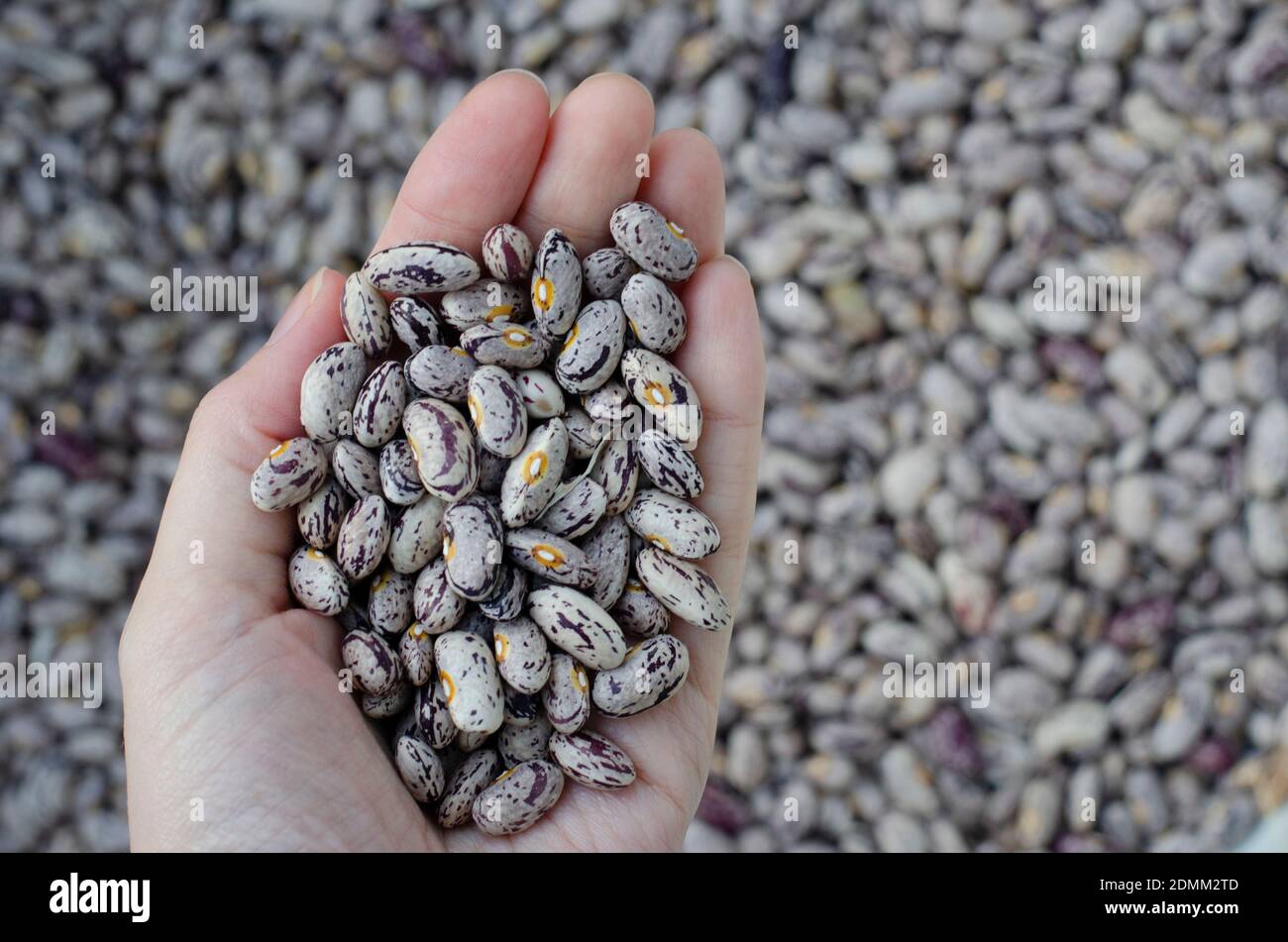 a hand palm holding natural beans just harvested in a rural village ...