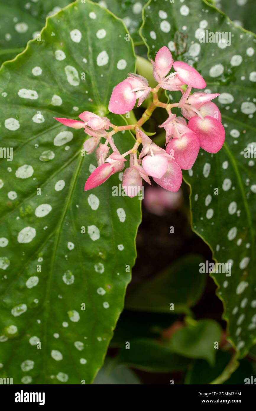 Polka dot Begonia (maculata) in flower, natural plant portrait Stock ...