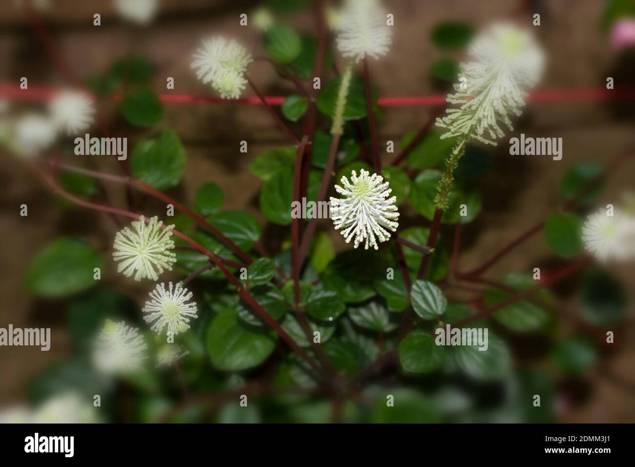 Peperomia Fraseri, white flowers on spikes. Natural plant portrait ...