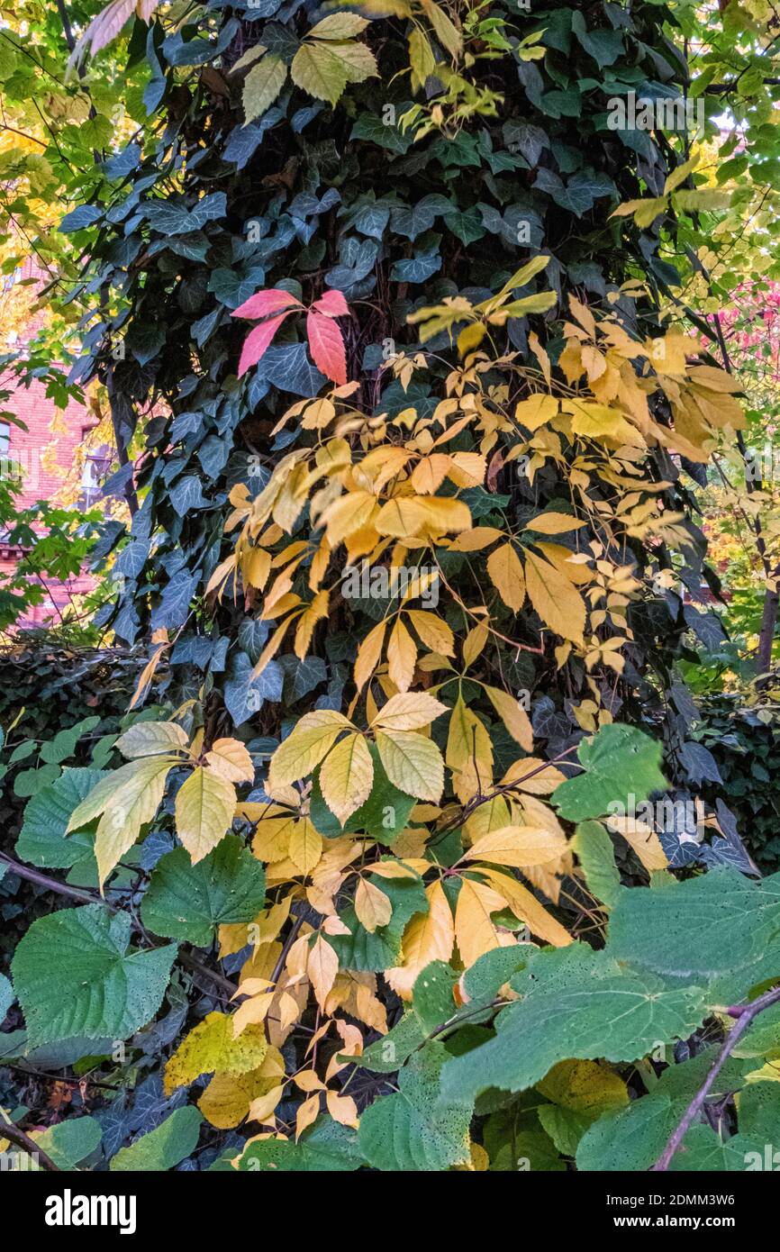 Tree & colourful yellow leaves of virginia creeper plant in Autumn ...