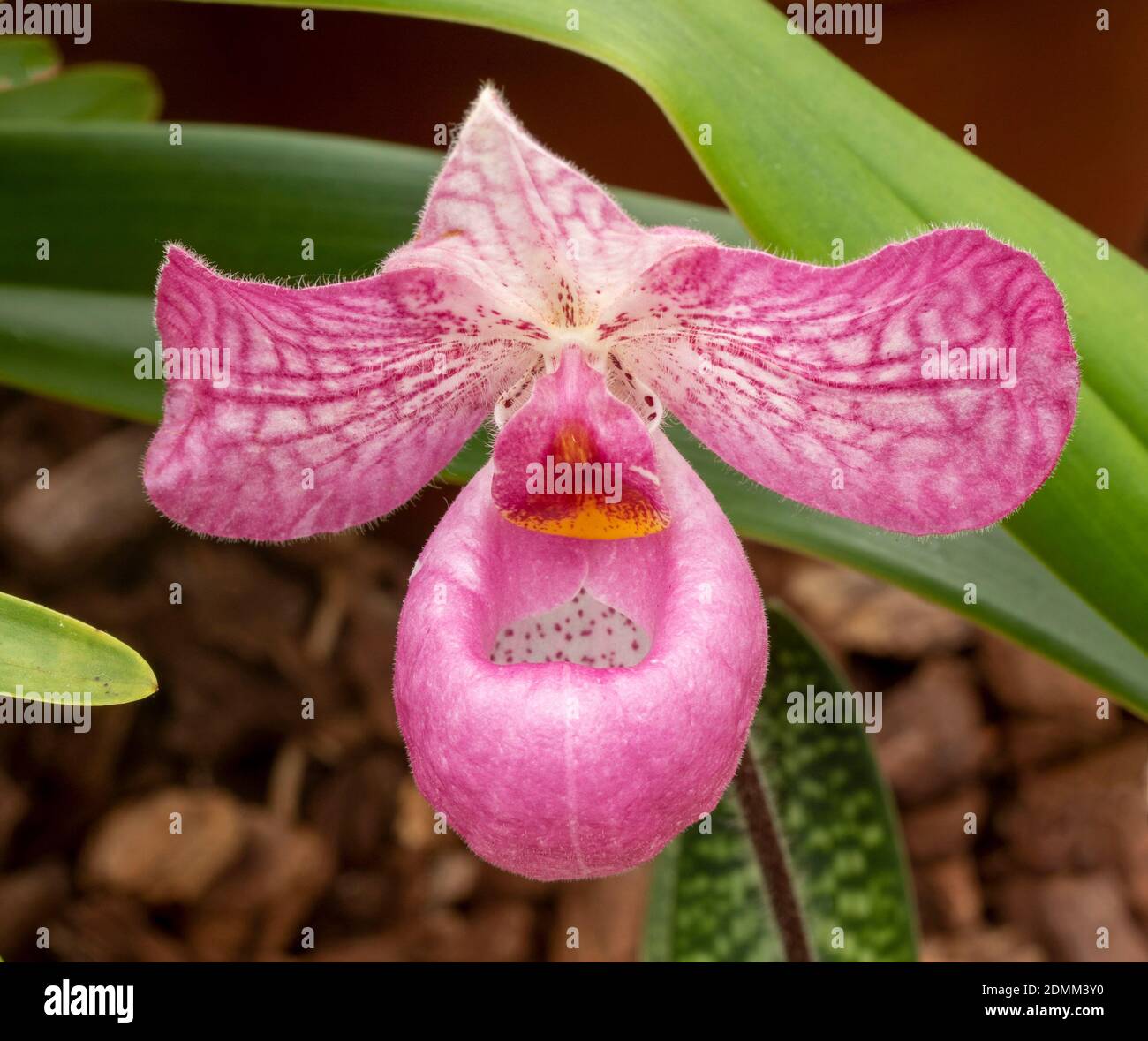 Paphiopedilum, close-up natural plant portrait Stock Photo - Alamy