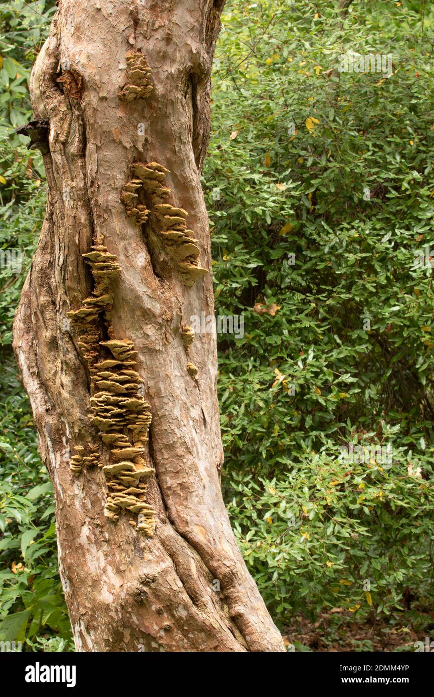 Natural semi-abstract of curvy tree trunk hosting textured bracket ...
