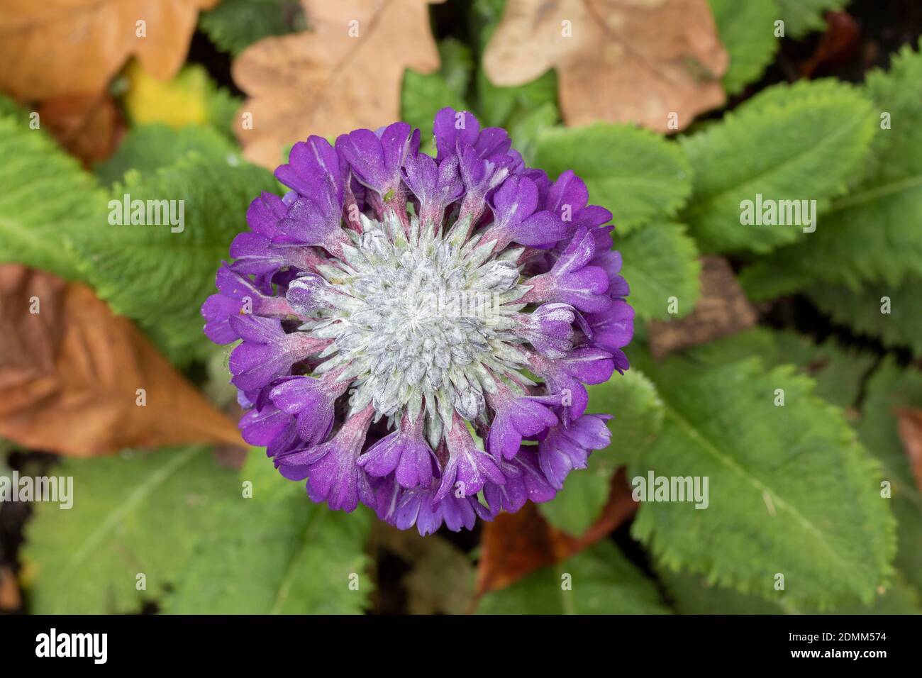 Primula Capitata flower, natural plant portrait Stock Photo - Alamy