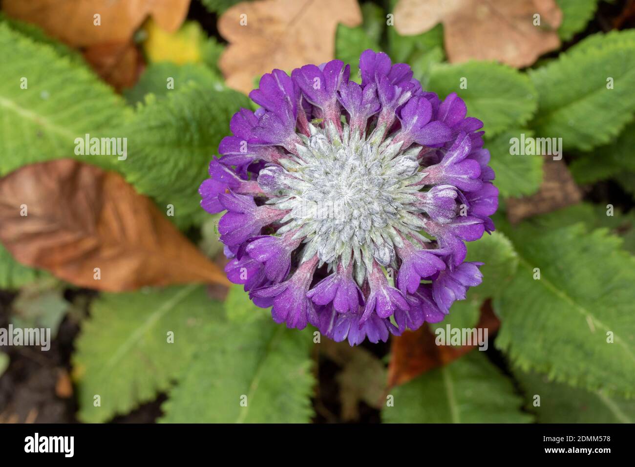 Primula Capitata flower, natural plant portrait Stock Photo - Alamy