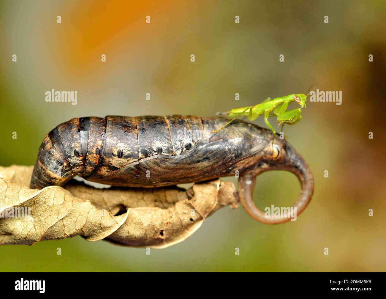 Praying mantis cocoon hi-res stock photography and images - Alamy