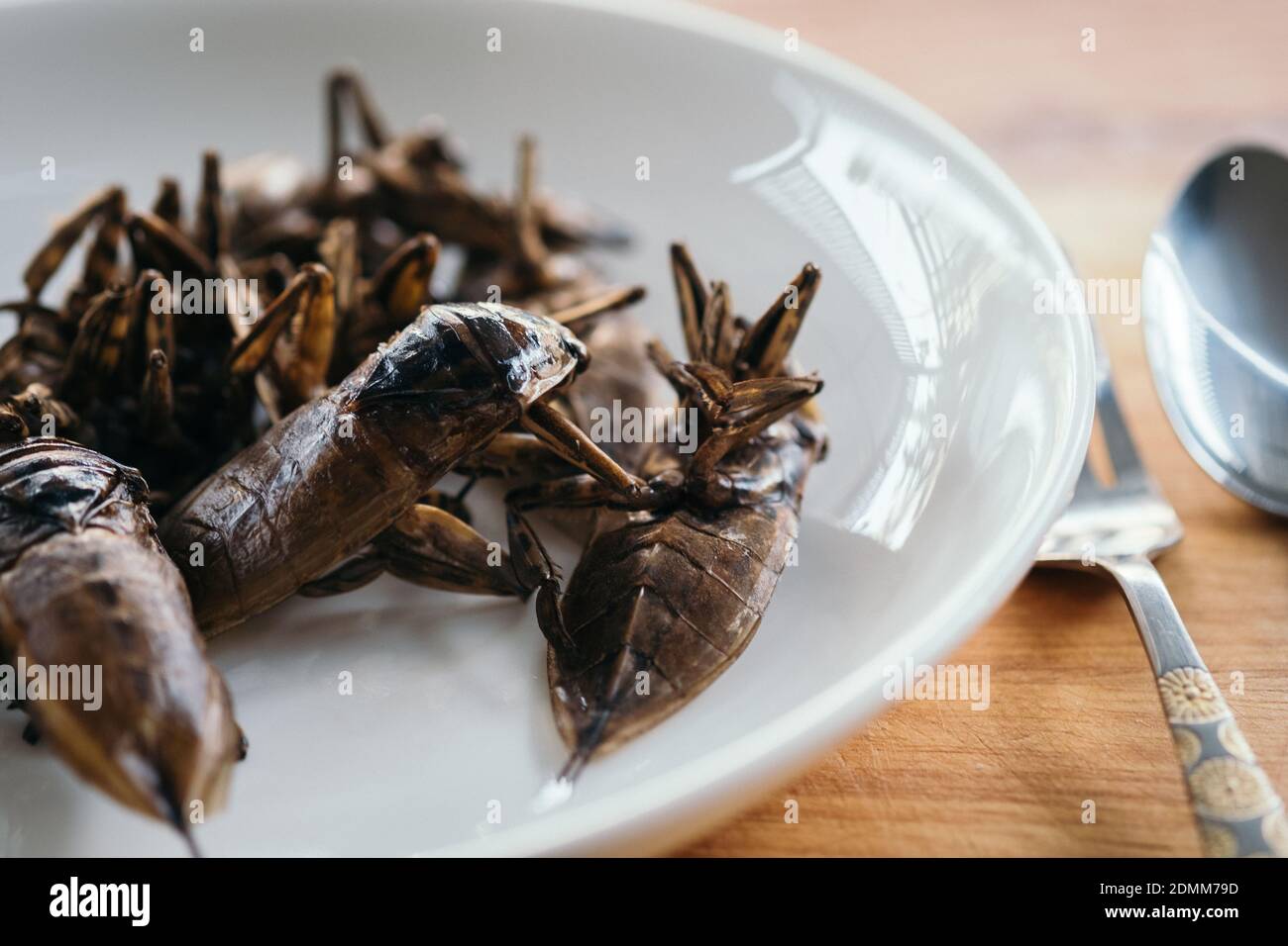 Water bugs eating hi-res stock photography and images - Alamy
